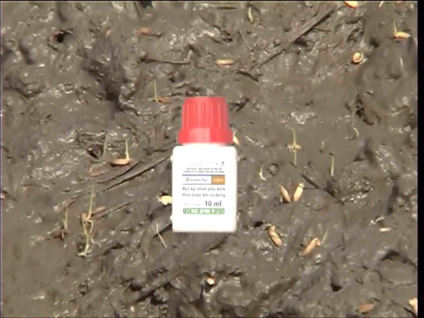 Hướng dẫn sử dụng Cruiser plus 312.5FS để xử lý hạt giống lúa hiệu quả