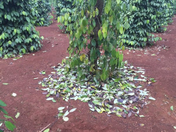 Thuốc trừ bệnh Phytocide 50WP - Đặc trị sương mai, thán thư