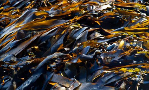 Phân bón lá hữu cơ LỚN RAU PLUS • Vinasa Agri Tech J.S.C