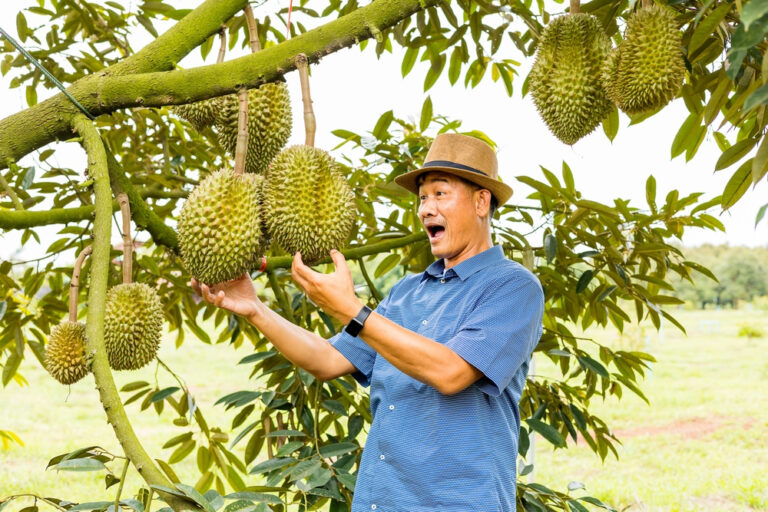 Kỹ thuật chăm sóc nuôi trái sầu riêng sau khi xổ nhụy • Vinasa Agri ...