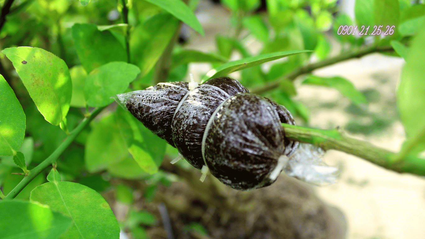 Chiết Cành Cây Chanh: 6 Bước Đơn Giản, Hiệu Quả, Tiết Kiệm • Vinasa ...