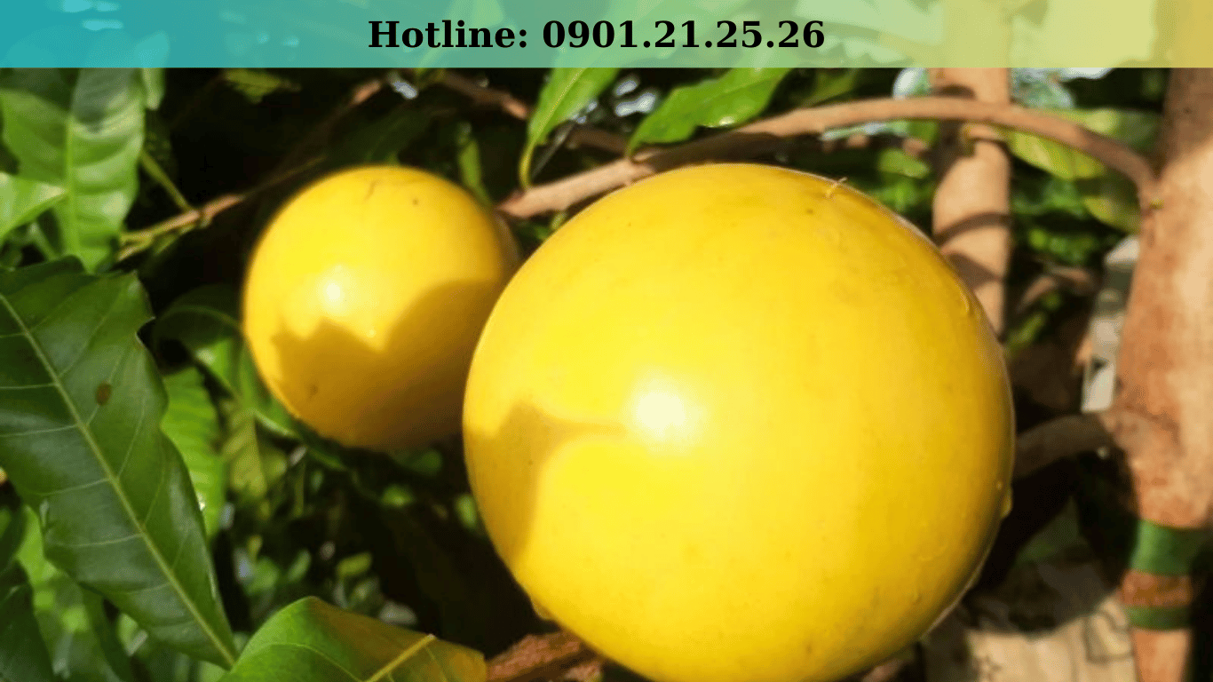 Kỹ thuật chăm sóc cây vú sữa Hoàng Kim cho trái to, ngọt lịm • Vinasa ...