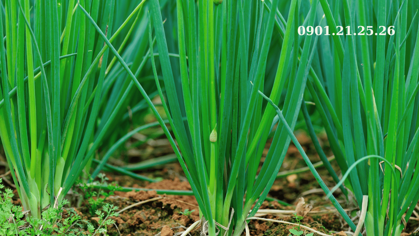 KỸ THUẬT TRỒNG HÀNH LÁ • Vinasa Agri Tech J.S.C