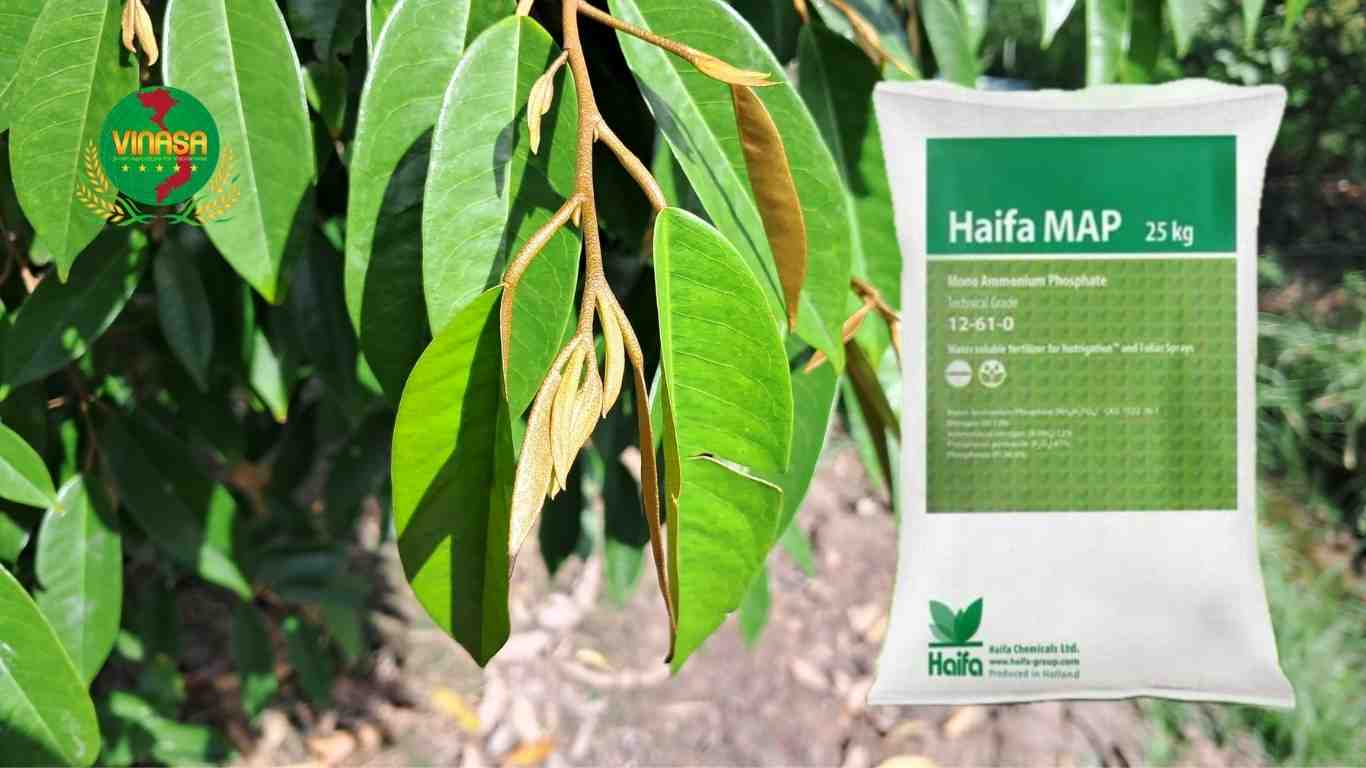 Phân bón MAP Isreal – Haifa có tốt không? • Vinasa Agri Tech J.S.C