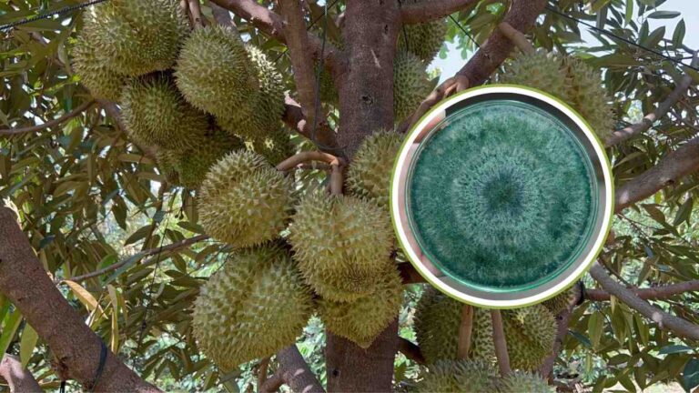 Giải pháp nào cho sầu riêng nhiễm cadimi? • Vinasa Agri Tech J.S.C