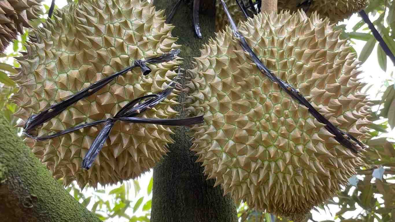 Làm gì để có trái sầu riêng tròn đẹp, nặng ký, không méo? • Vinasa Agri ...
