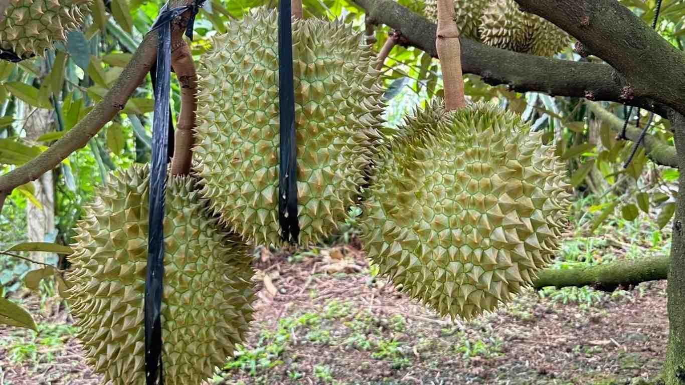 Làm gì để có trái sầu riêng tròn đẹp, nặng ký, không méo? • Vinasa Agri ...